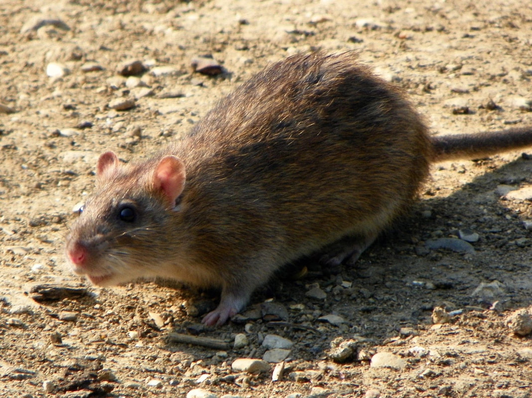 Pest Spotlight: The Norway Rat | GTA Toronto Pest Control