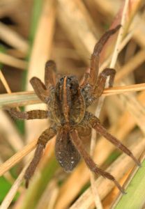 Common Spiders in Toronto | GTA Toronto Pest Control