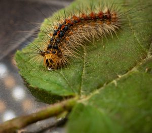 Gypsy Moth Control & Removal Services in Toronto - GTA Toronto Pest Control