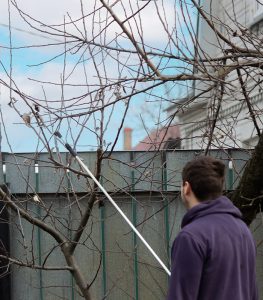 Gypsy Moth Control & Removal Services in Toronto - GTA Toronto Pest Control